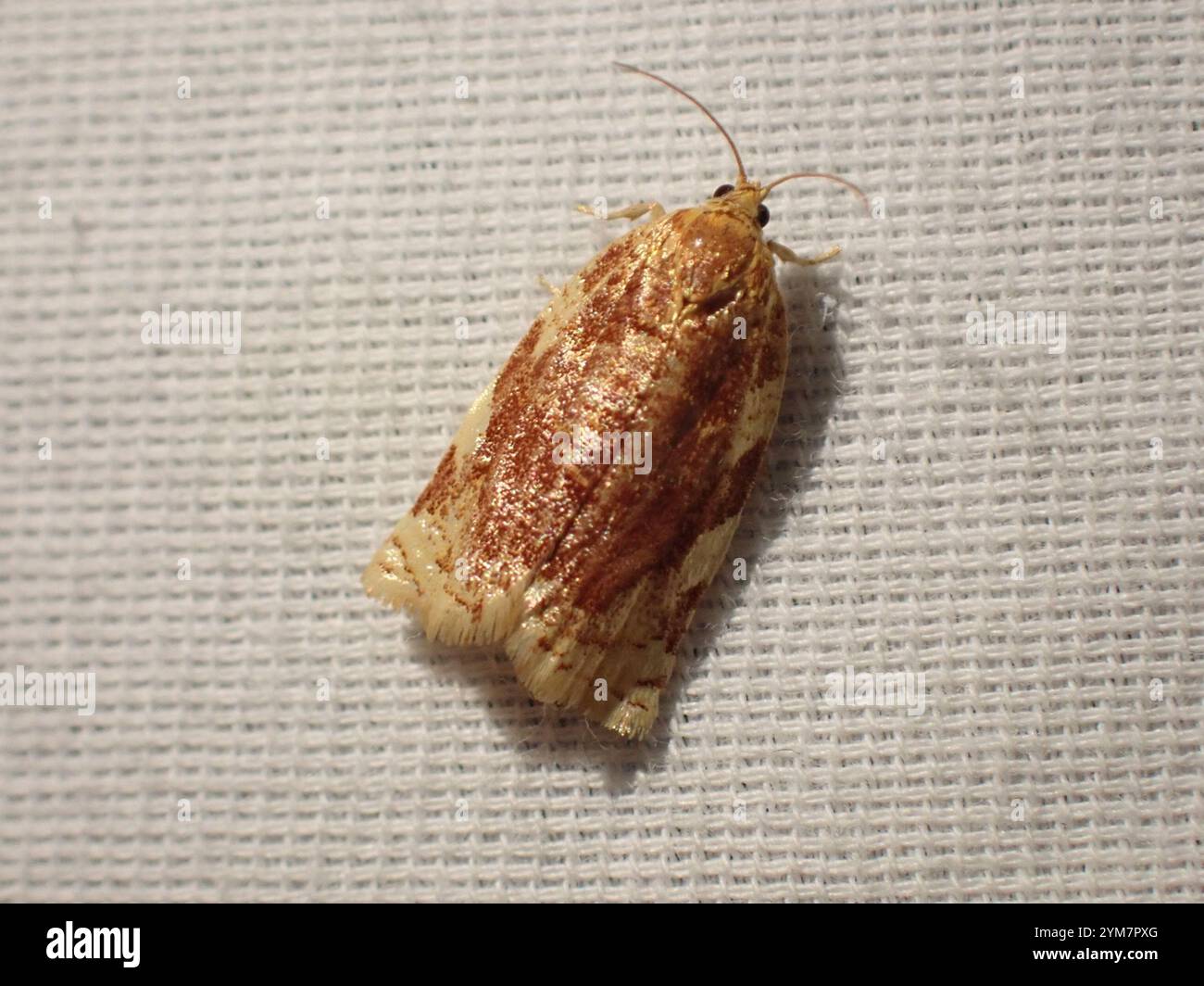 Fruit-tree Leafroller Moth (Archips argyrospila Stock Photo - Alamy