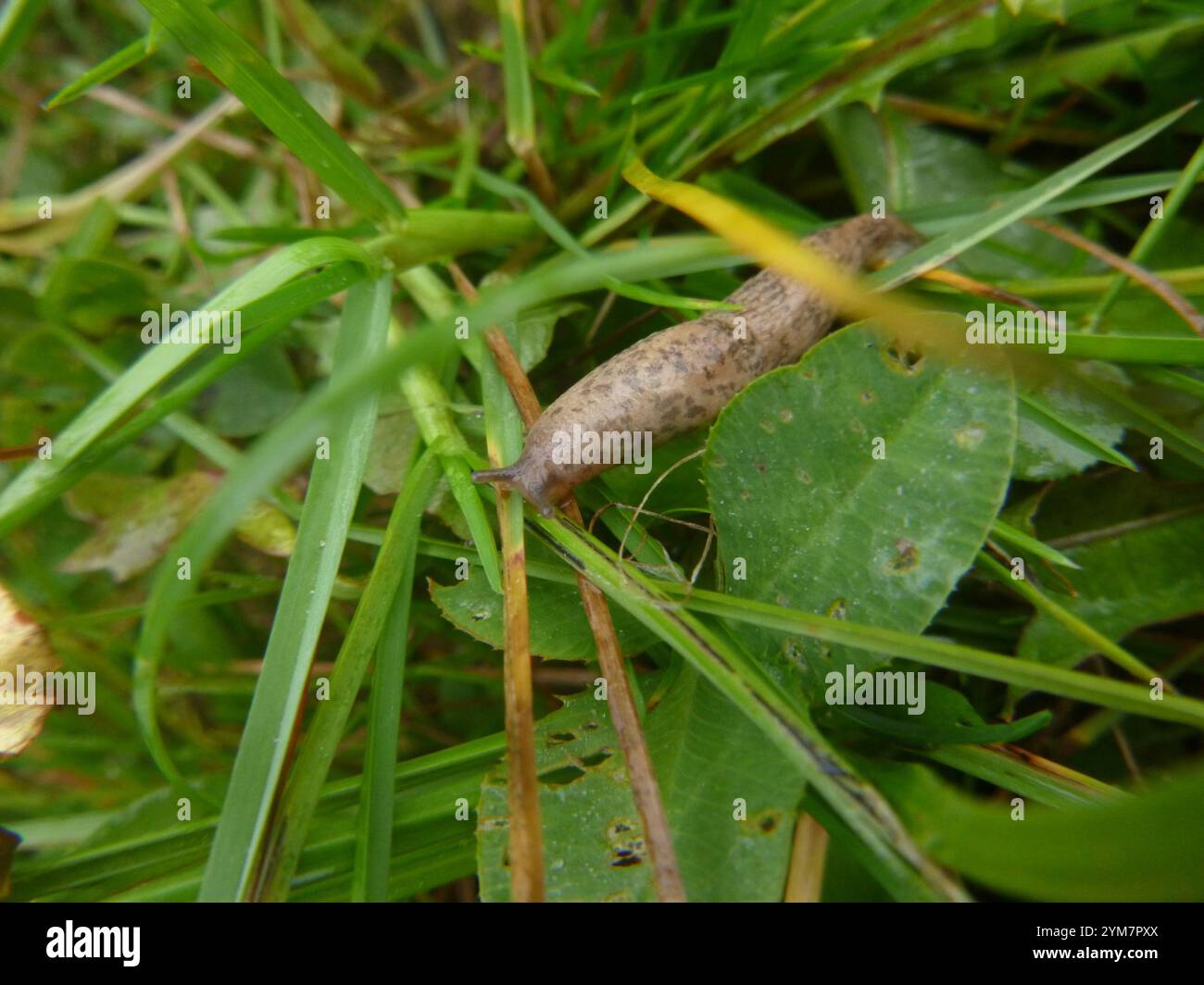 Milky Slug (Deroceras reticulatum Stock Photo - Alamy