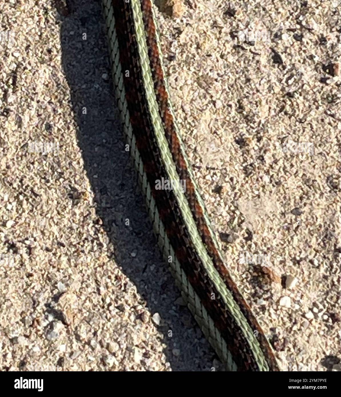 California Red-sided Garter Snake (Thamnophis sirtalis infernalis Stock ...