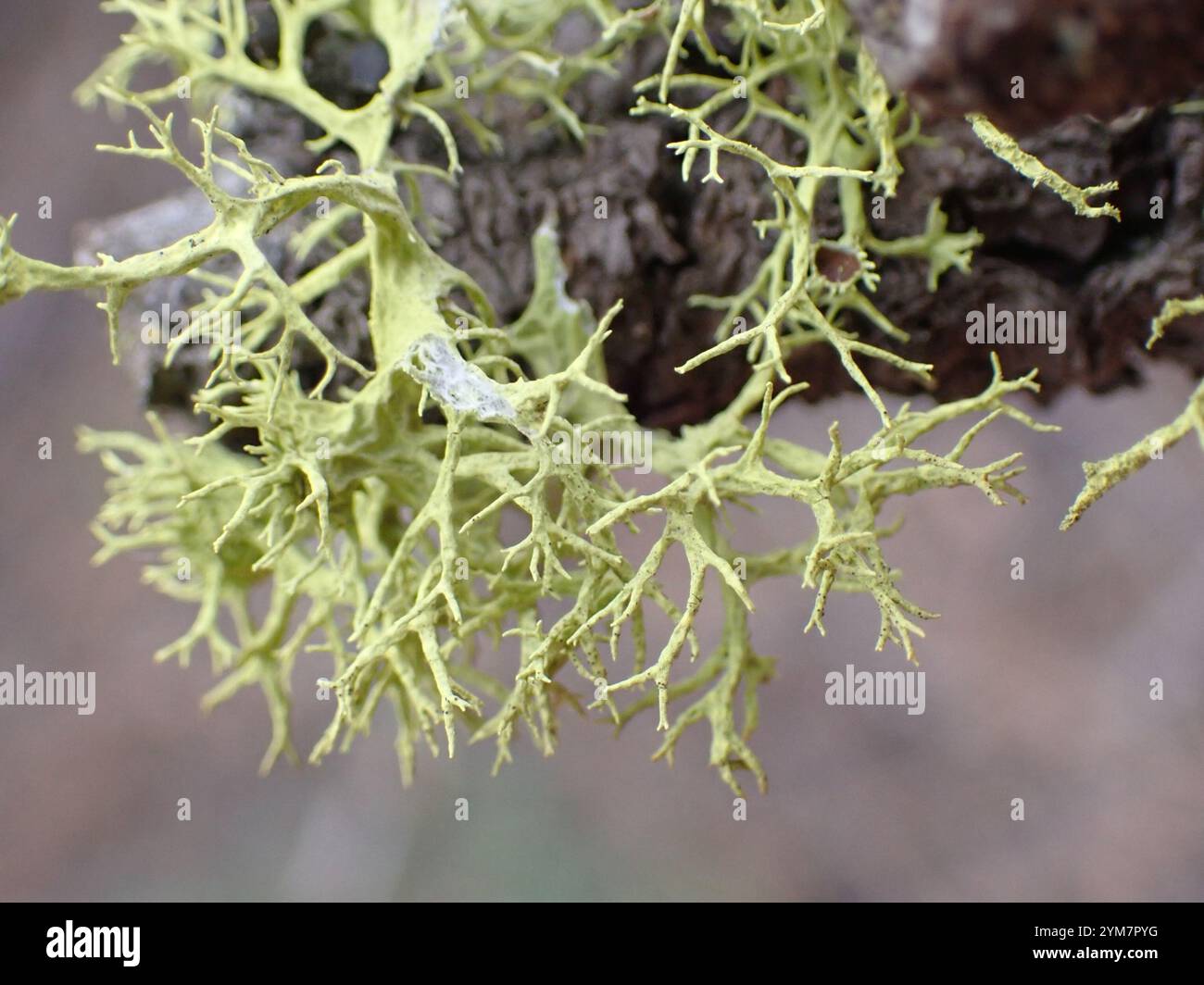 Brown-eyed Wolf Lichen (Letharia columbiana Stock Photo - Alamy