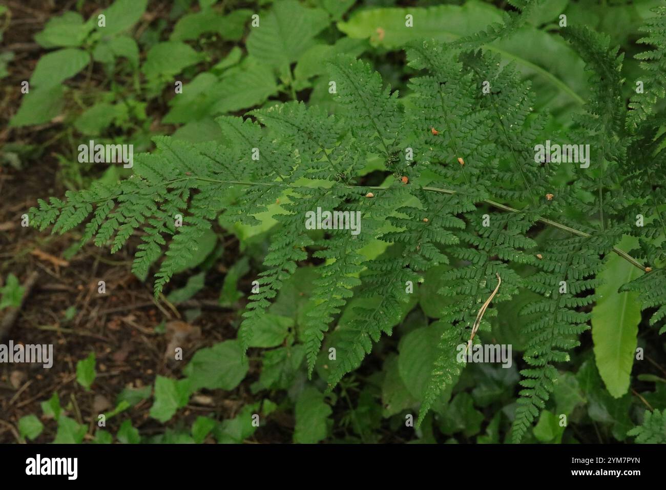 broad buckler-fern (Dryopteris dilatata Stock Photo - Alamy