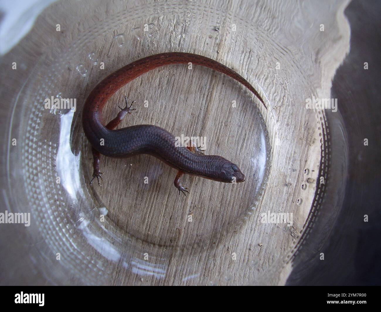 São Tomé Island Leaf-litter Skink (Panaspis thomensis Stock Photo - Alamy