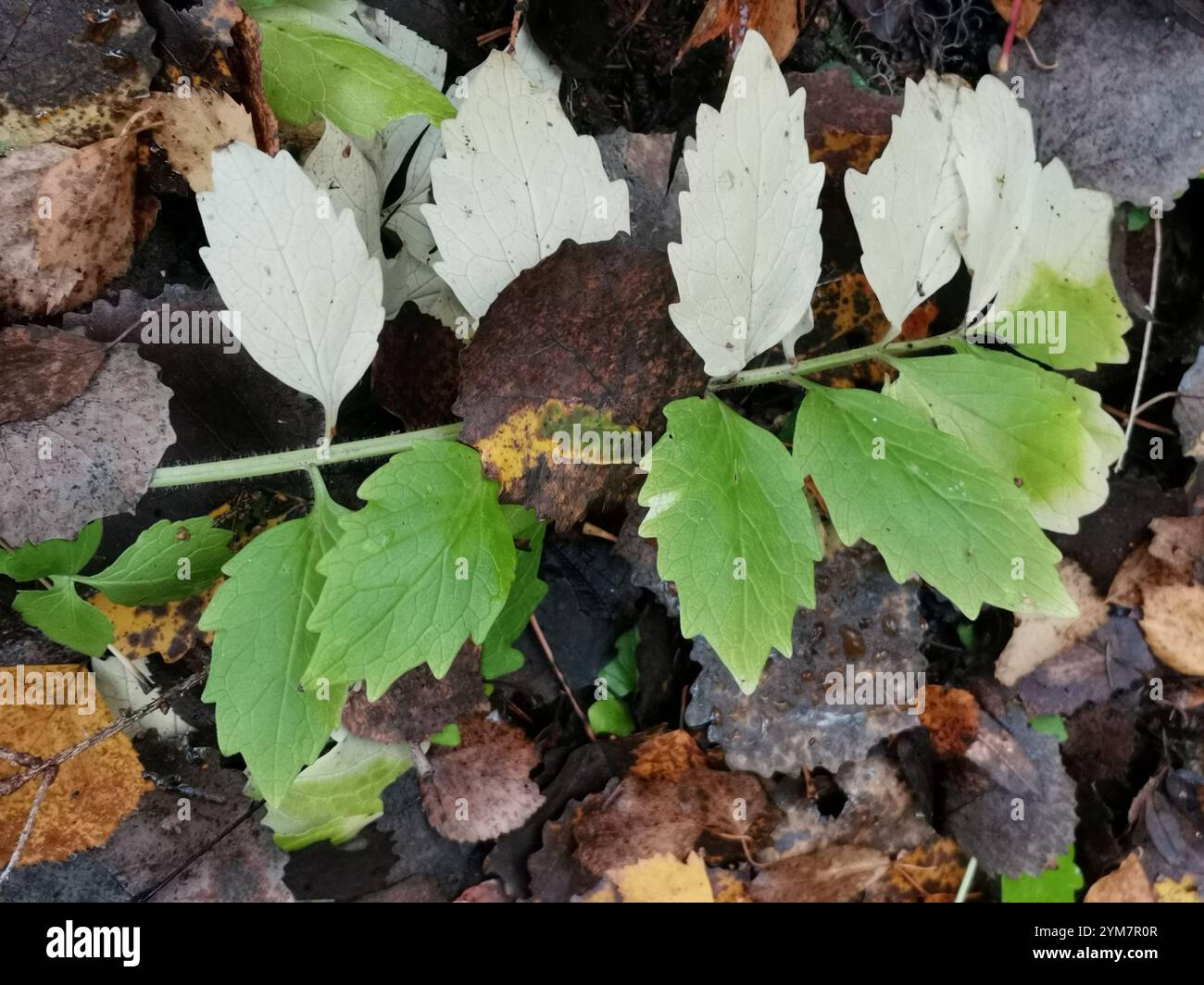 Common Valerian Complex (Valeriana officinalis Stock Photo - Alamy