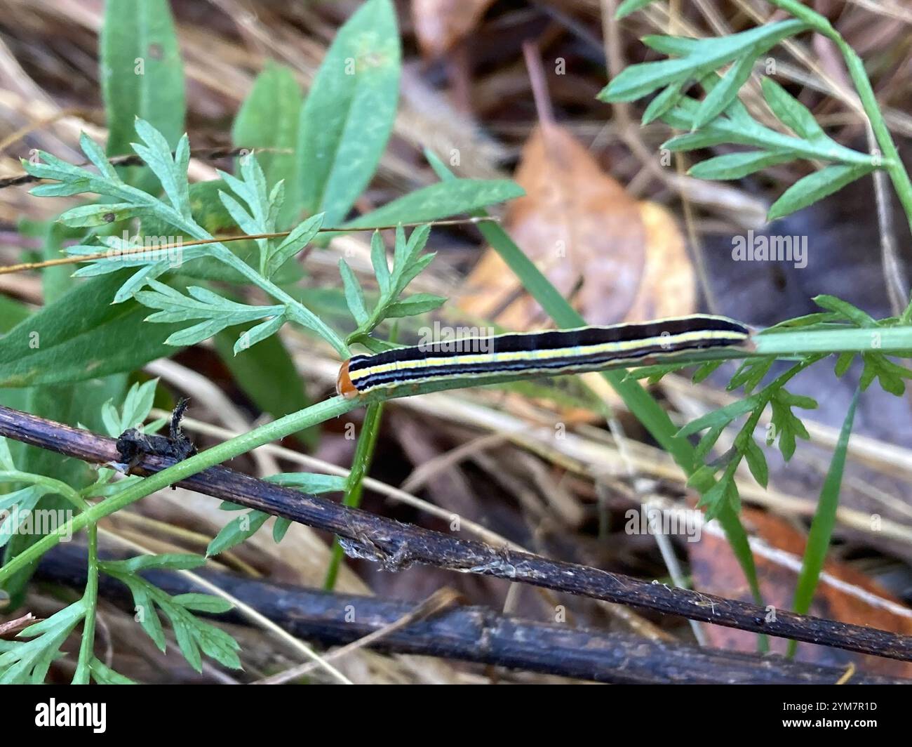 Striped Garden Caterpillar Moth (Trichordestra legitima Stock Photo - Alamy