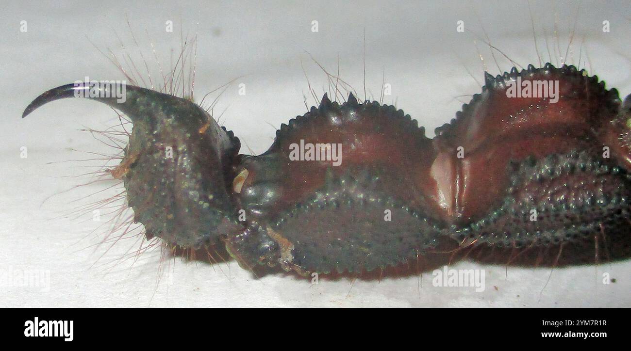 Transvaal Thicktail Scorpion (Parabuthus transvaalicus Stock Photo - Alamy