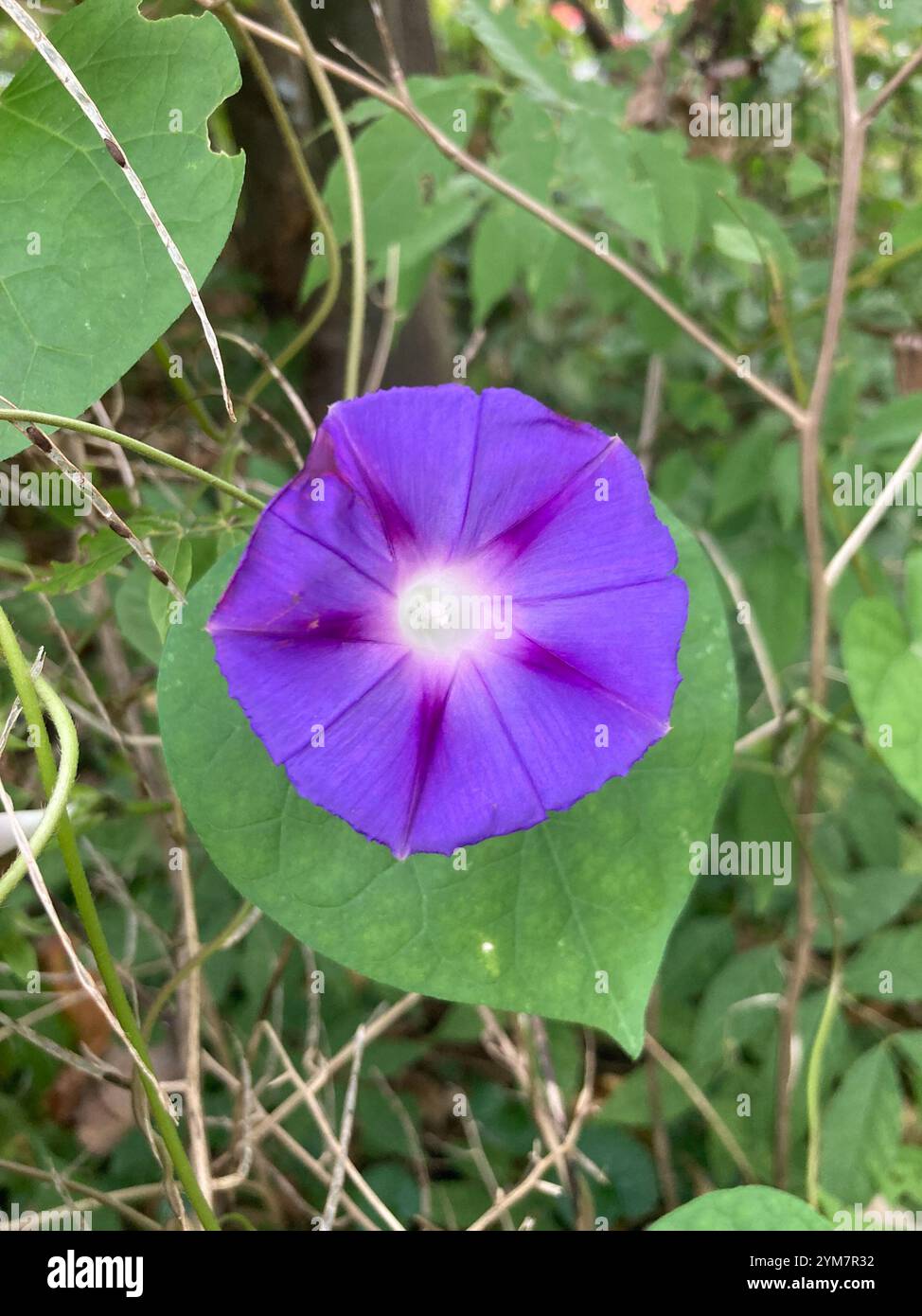 common morning-glory (Ipomoea purpurea Stock Photo - Alamy