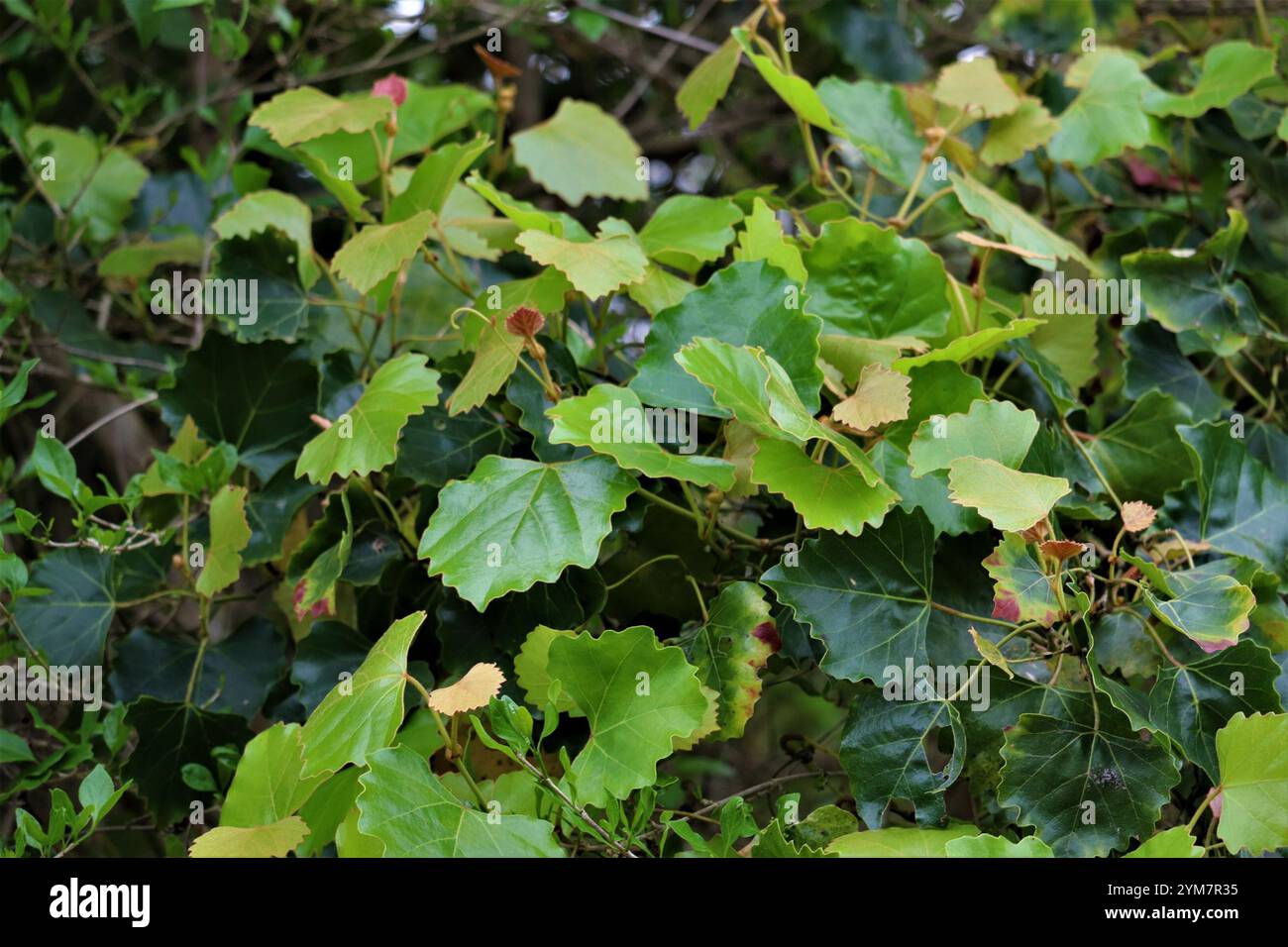 Common Forest Grape (Rhoicissus tomentosa Stock Photo - Alamy