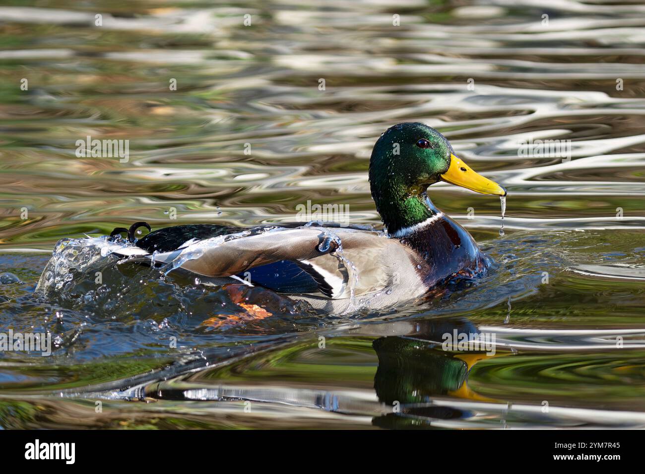 Back view of duck hi-res stock photography and images - Alamy