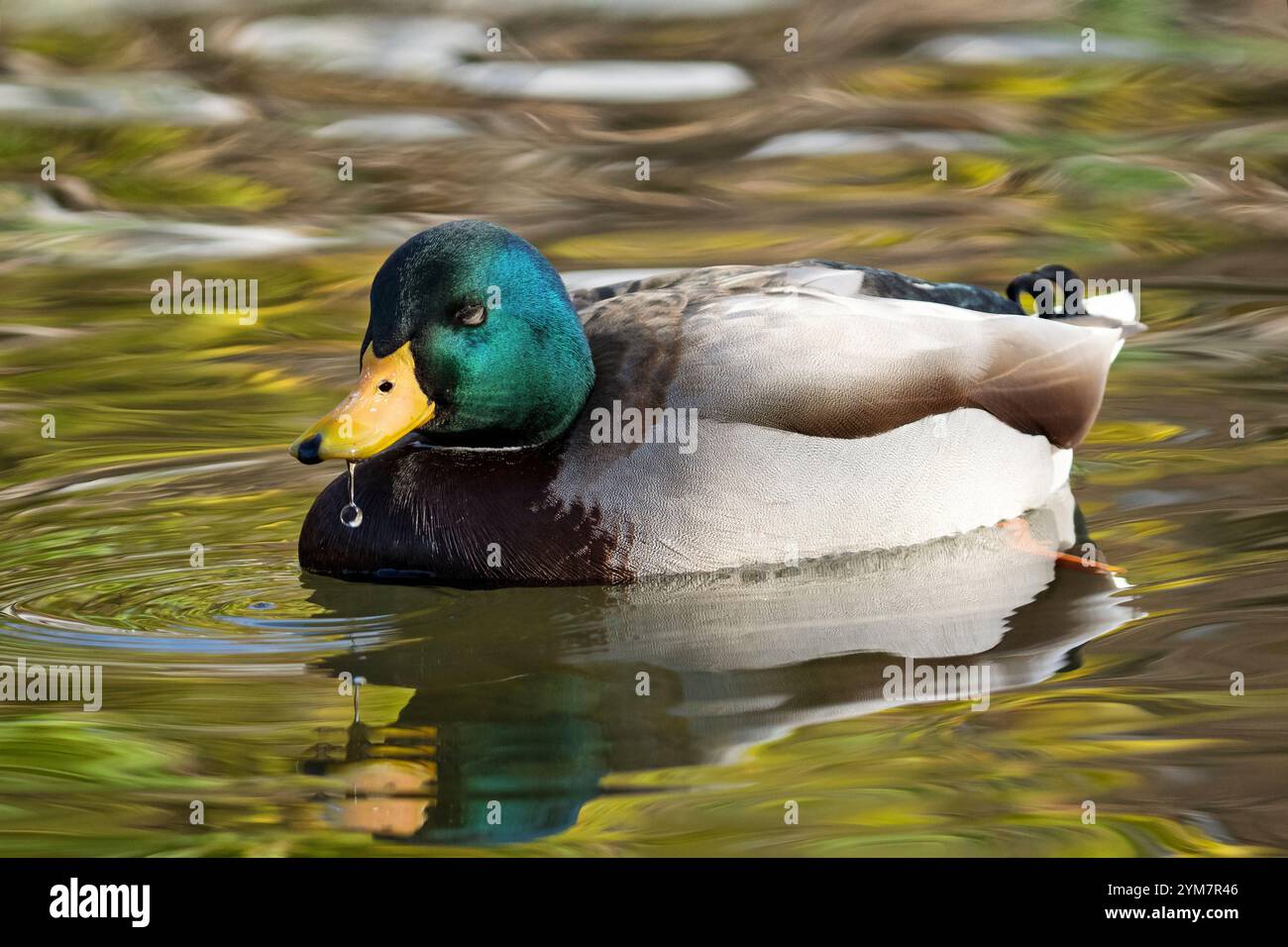Yellow beak duck hi-res stock photography and images - Alamy