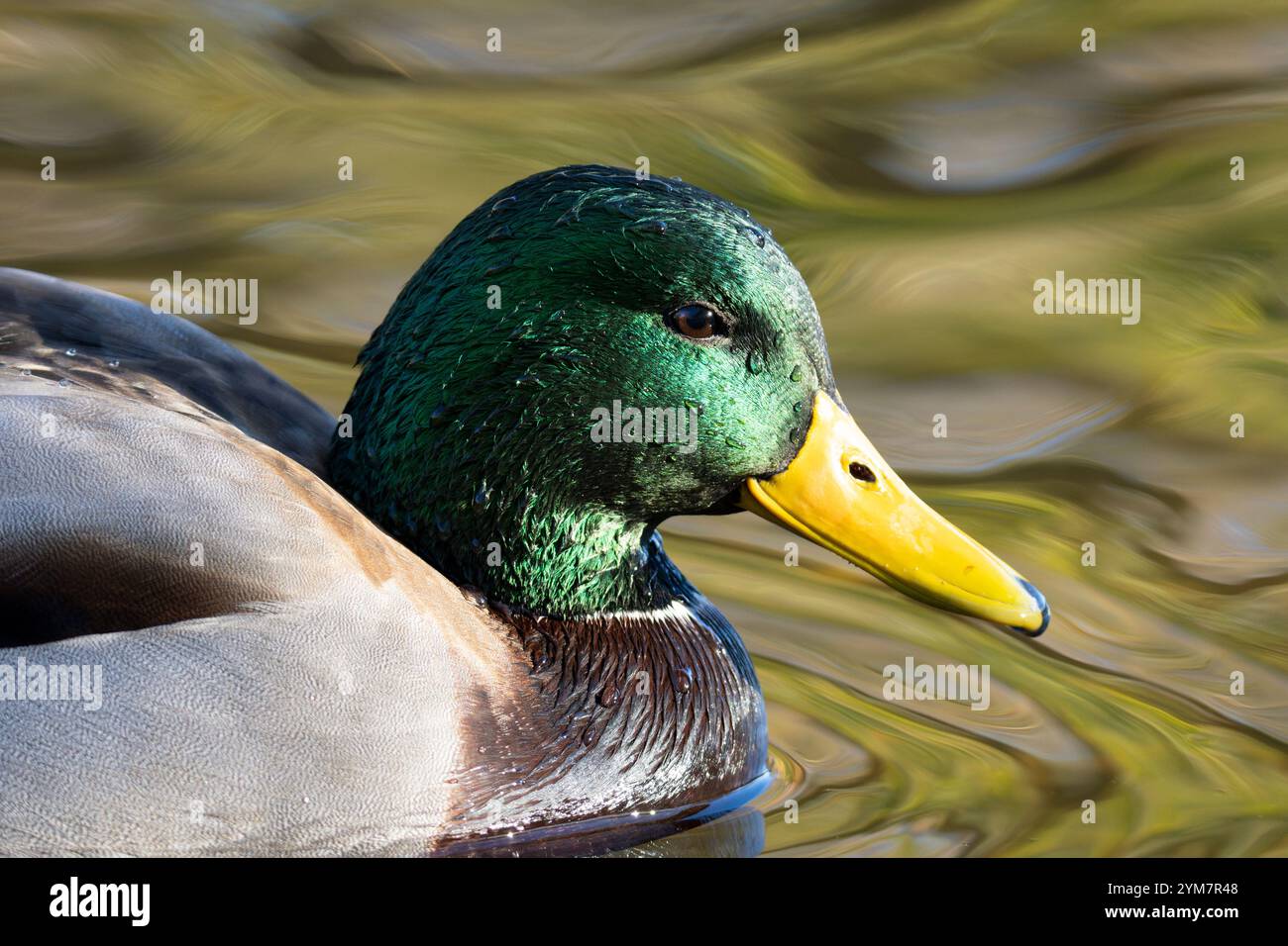Close up head one hi-res stock photography and images - Alamy