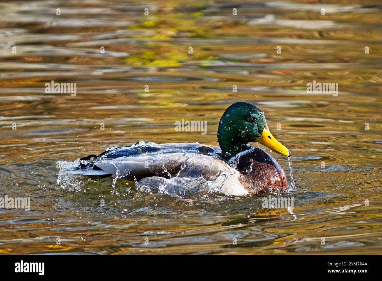 Back view of duck hi-res stock photography and images - Alamy