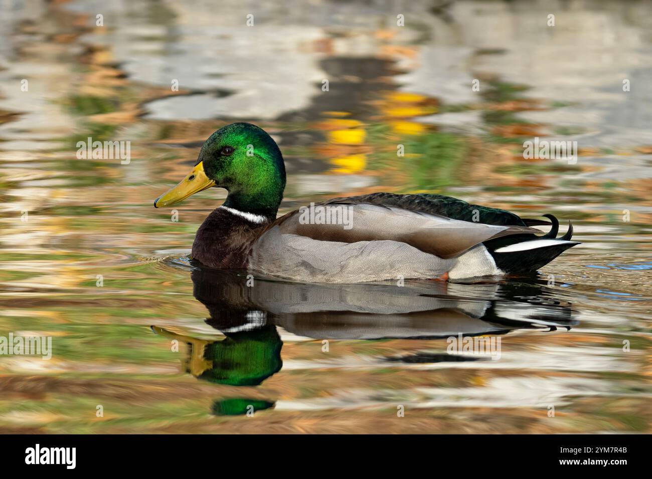 Mallard Duck, Drake Stock Photo - Alamy