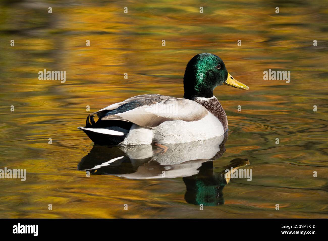 Mallard Duck, Drake Stock Photo - Alamy