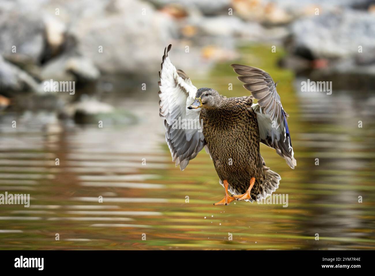 Mallard Duck, Landing Stock Photo - Alamy