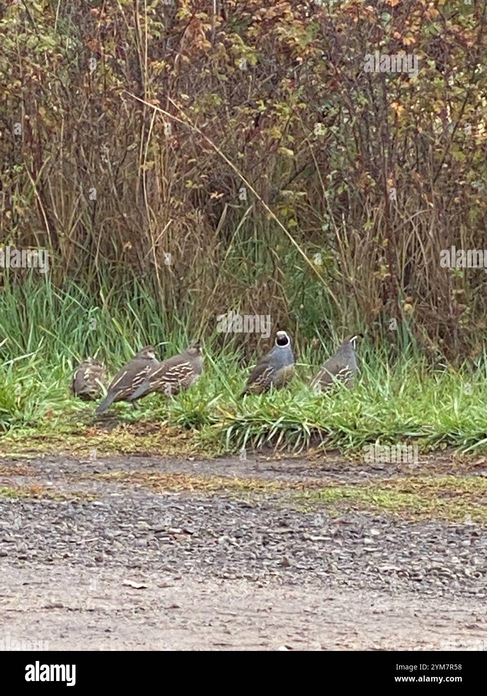 California Quail (Callipepla californica Stock Photo - Alamy