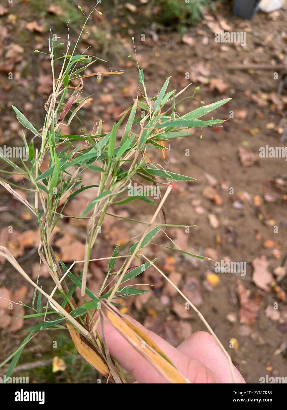 variable witchgrass (Dichanthelium commutatum Stock Photo - Alamy