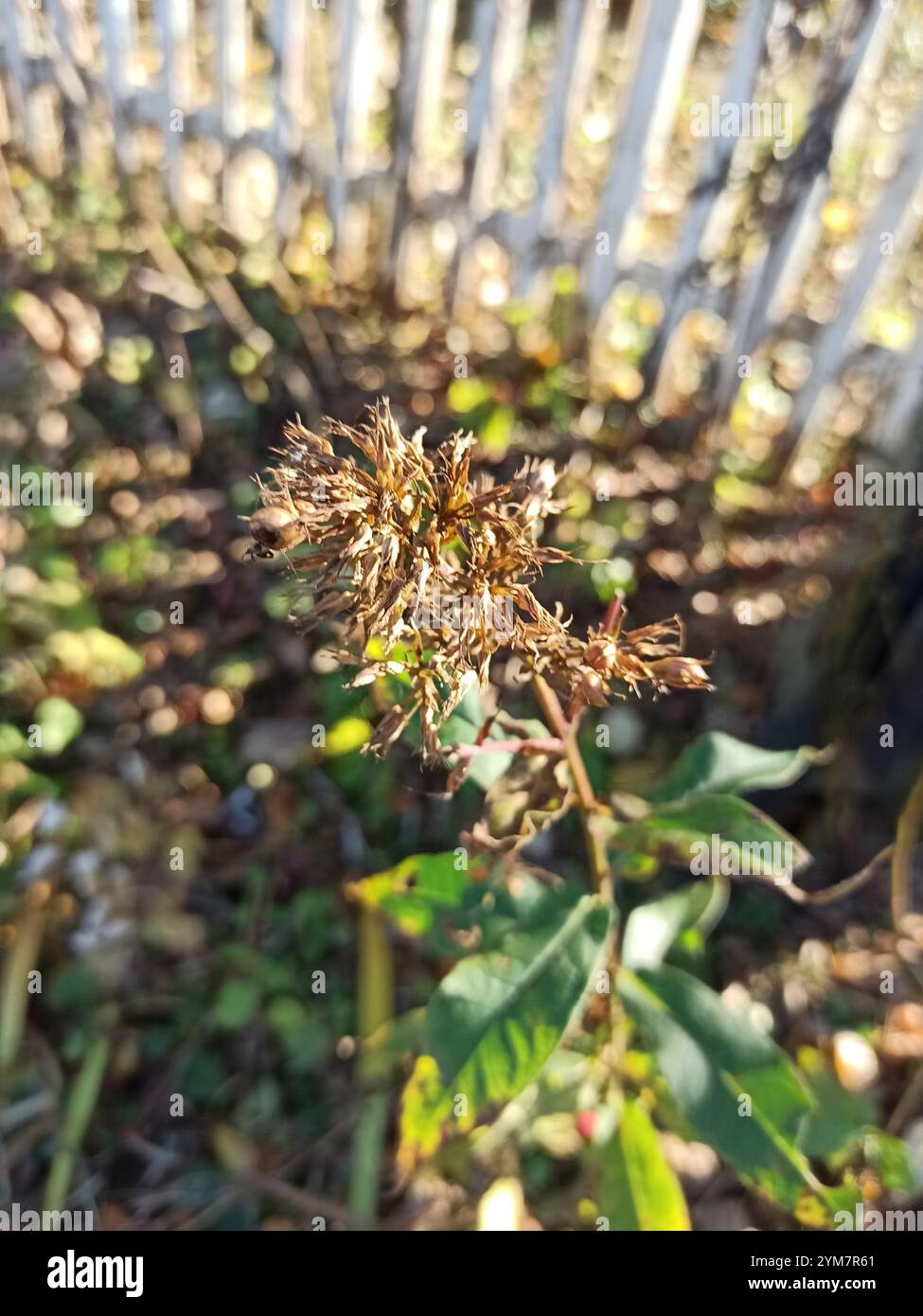 fall phlox (Phlox paniculata Stock Photo - Alamy