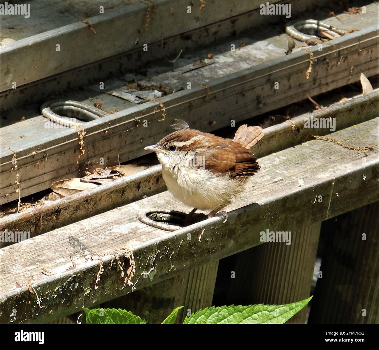 Carolina Wren (Thryothorus ludovicianus Stock Photo - Alamy
