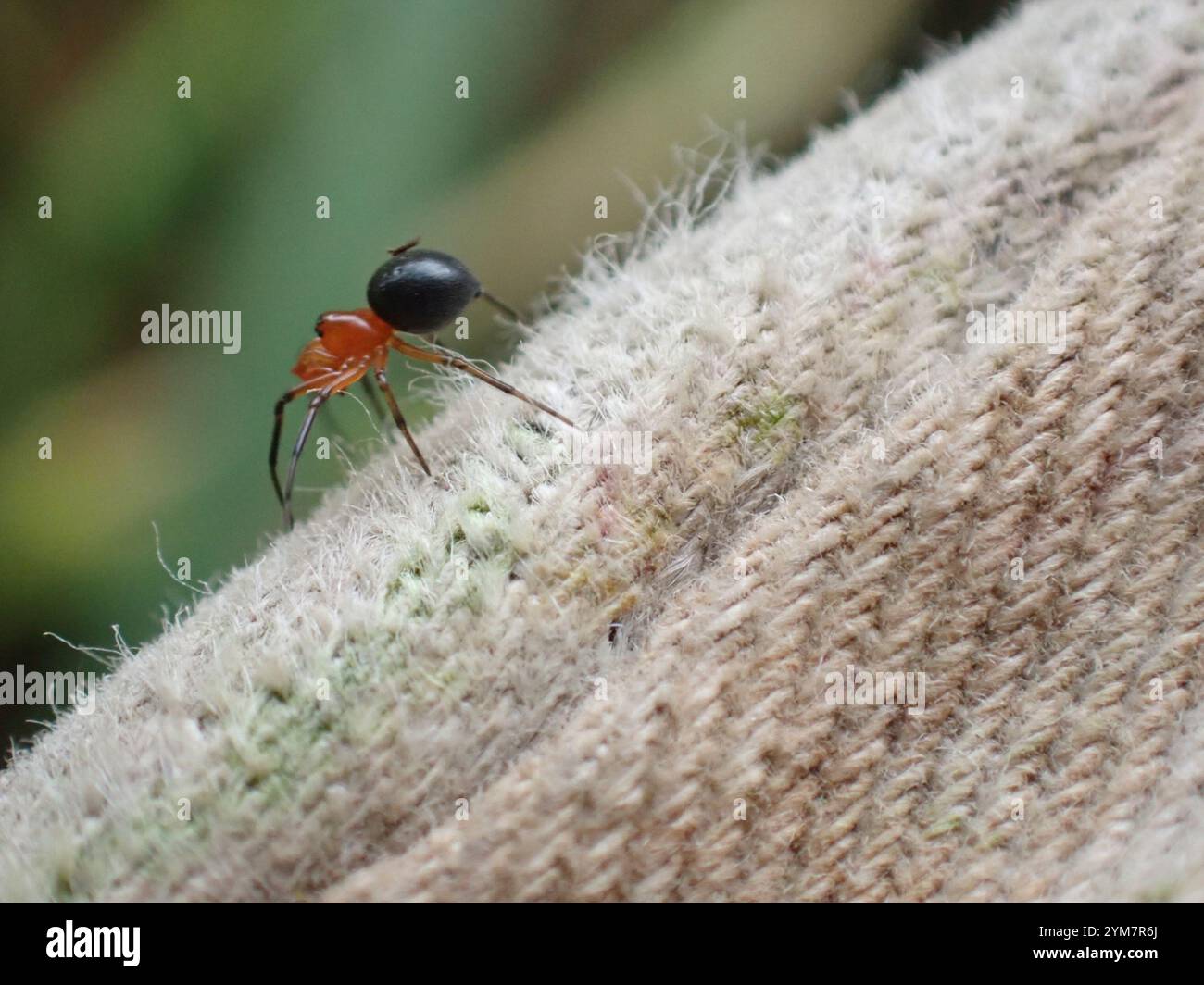 Sheetweb and Dwarf Weavers (Linyphiidae Stock Photo - Alamy