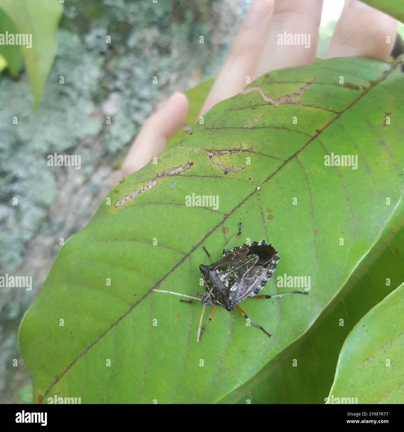Stink Bugs (Pentatomidae Stock Photo - Alamy