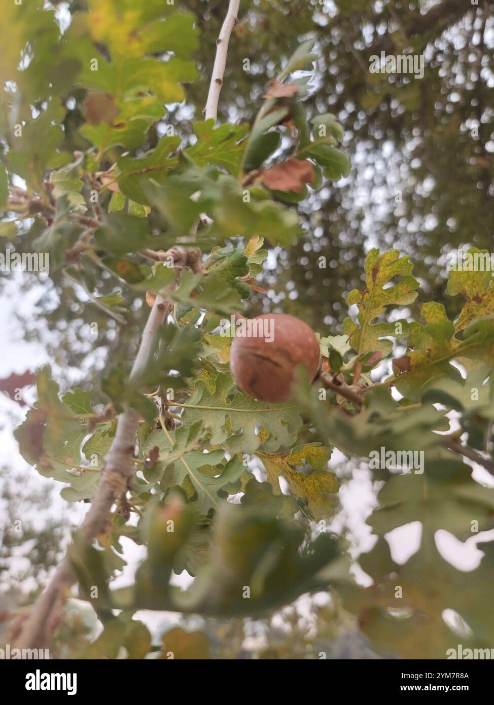 California Gall Wasp (Andricus quercuscalifornicus Stock Photo - Alamy
