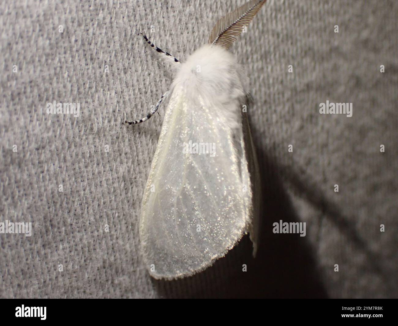 White Satin Moth (Leucoma salicis Stock Photo - Alamy