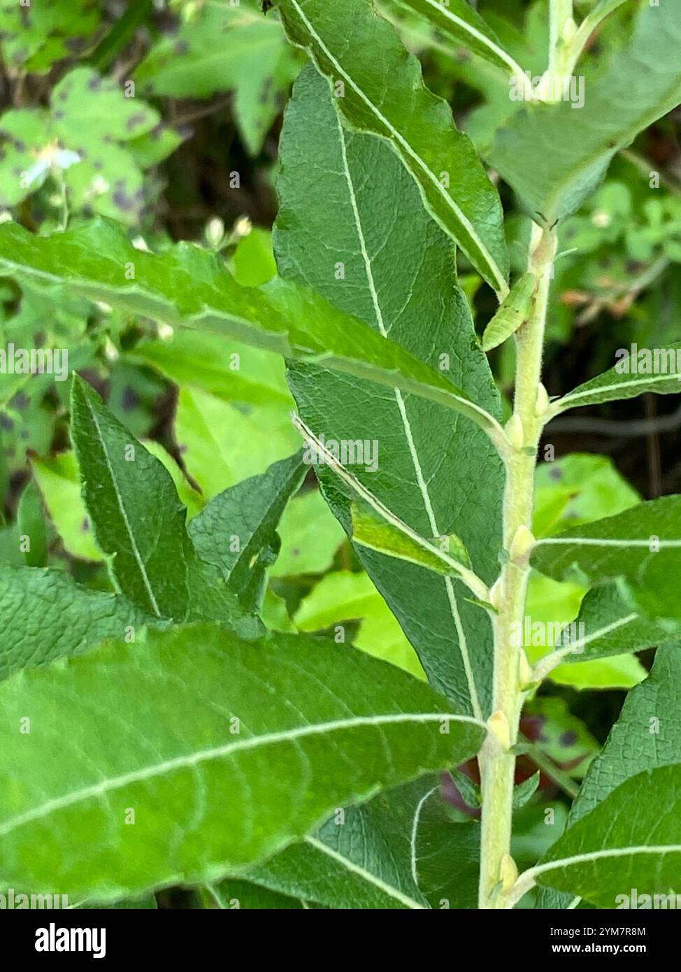 Prairie Willow (Salix humilis humilis Stock Photo - Alamy