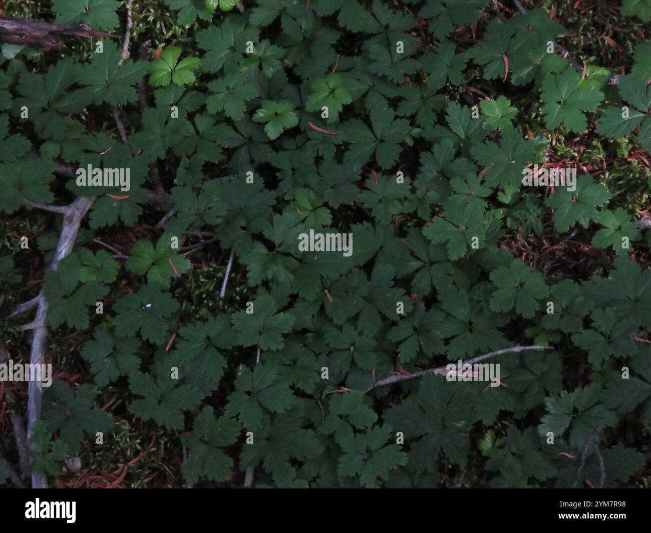 Five-leaf Dwarf Bramble (Rubus pedatus Stock Photo - Alamy