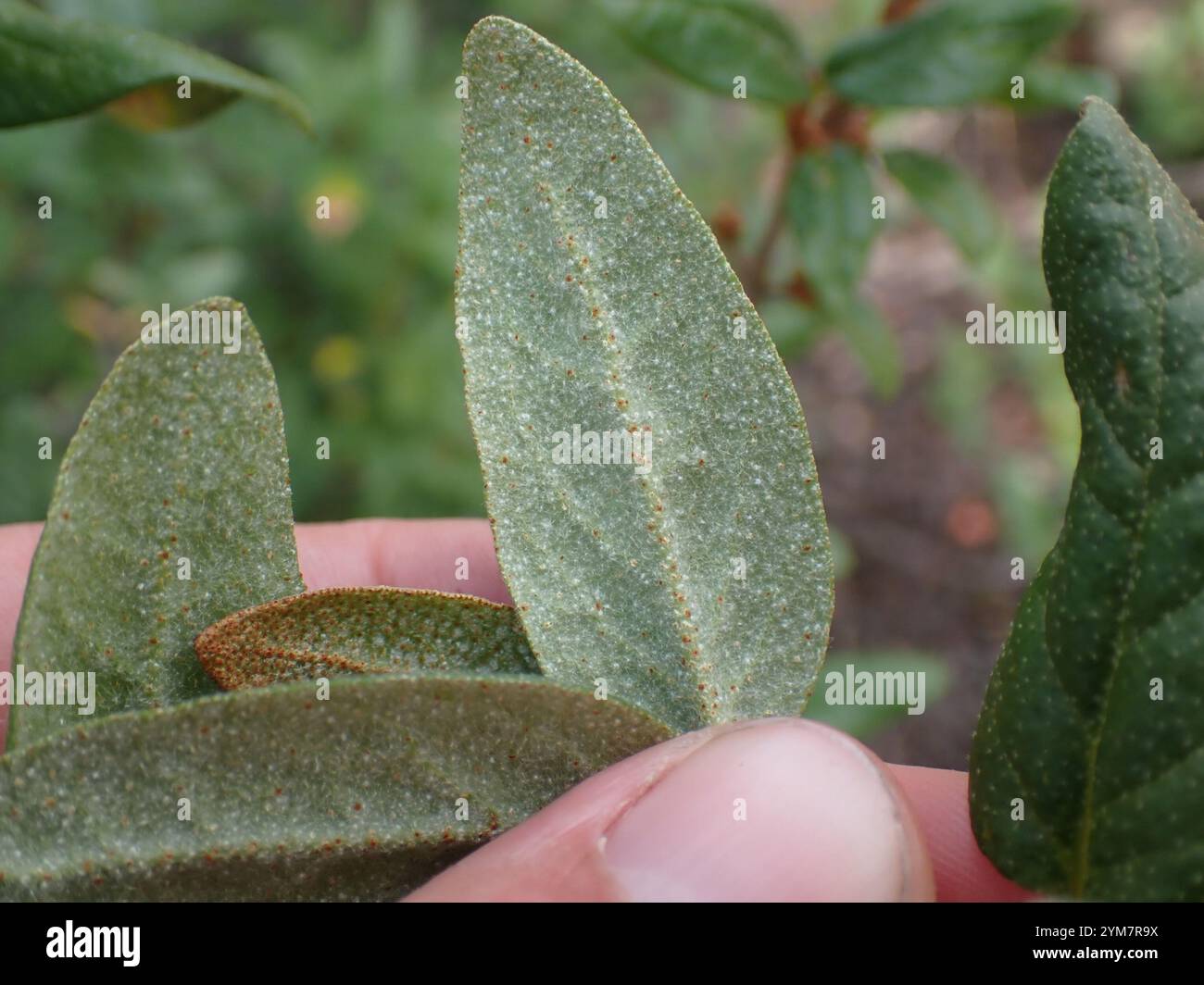 Canadian buffalo-berry (Shepherdia canadensis Stock Photo - Alamy