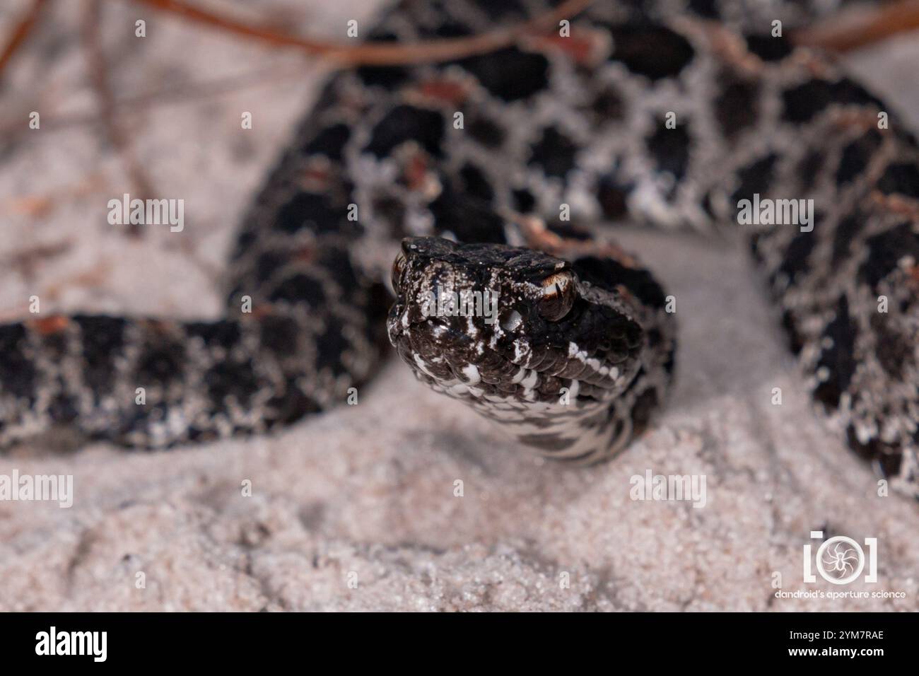 Dusky Pygmy Rattlesnake (Sistrurus miliarius barbouri Stock Photo - Alamy