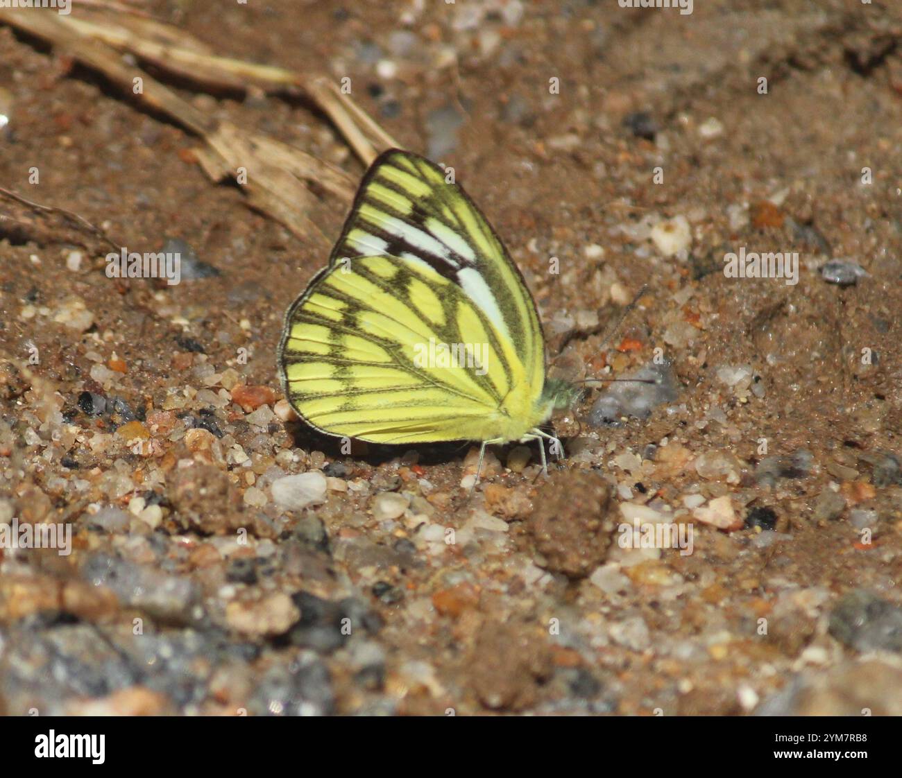 Common Gull (Cepora nerissa Stock Photo - Alamy