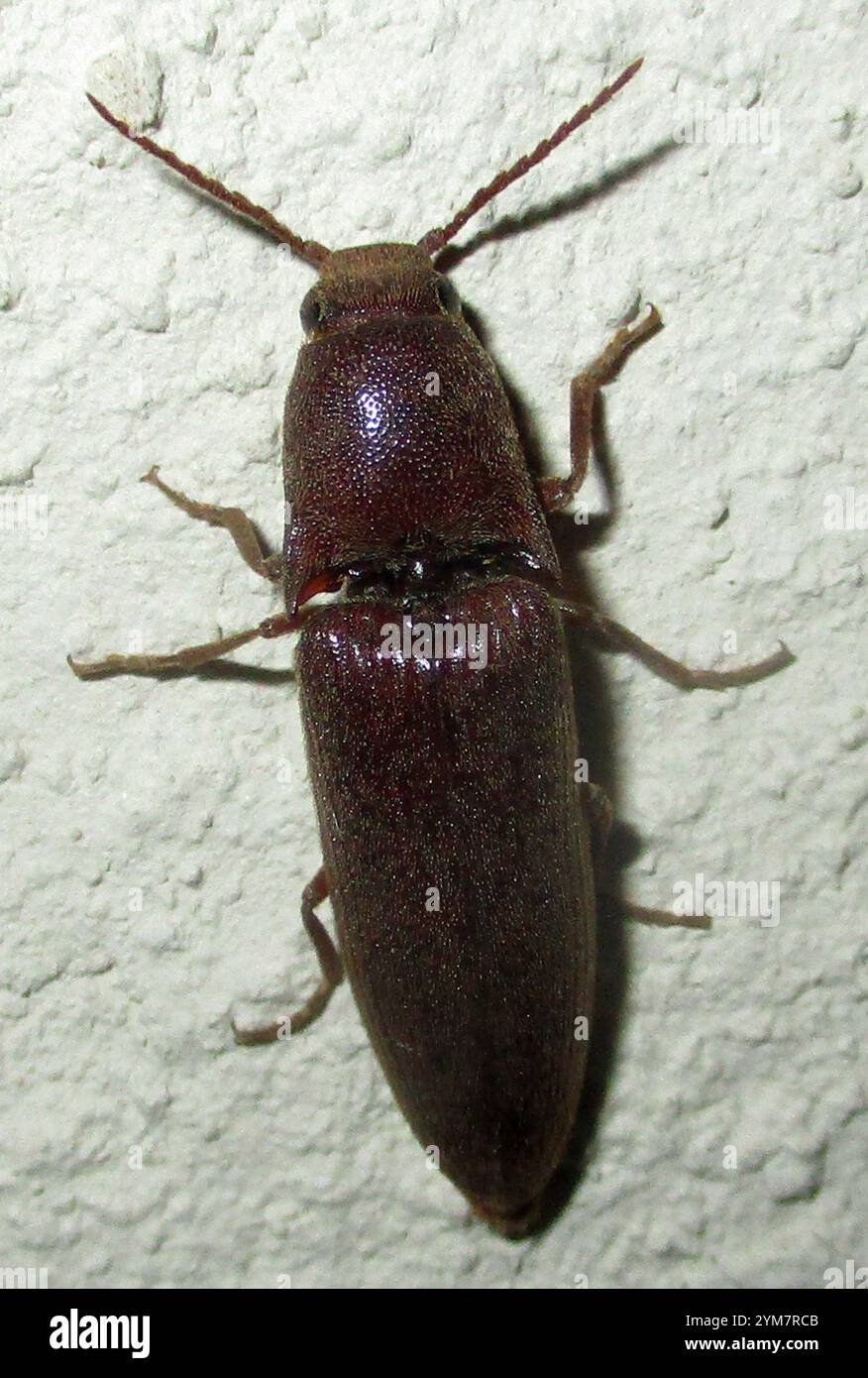 Click Beetles (Elateridae Stock Photo - Alamy
