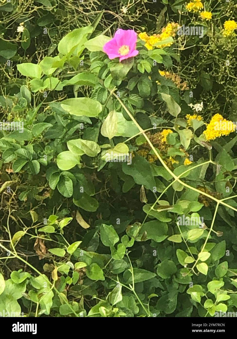 swamp rose (Rosa palustris Stock Photo - Alamy