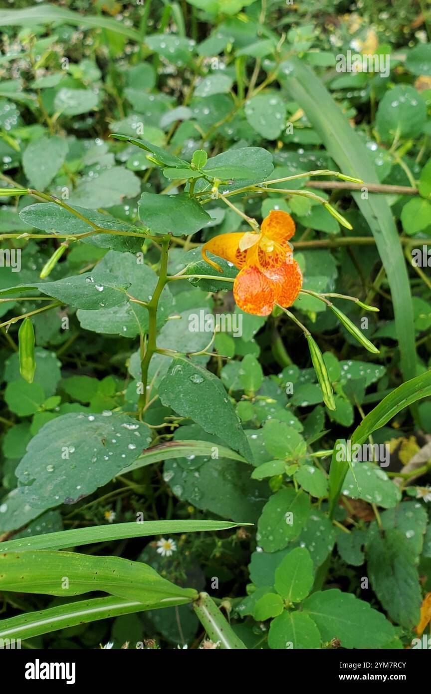 common jewelweed (Impatiens capensis Stock Photo - Alamy