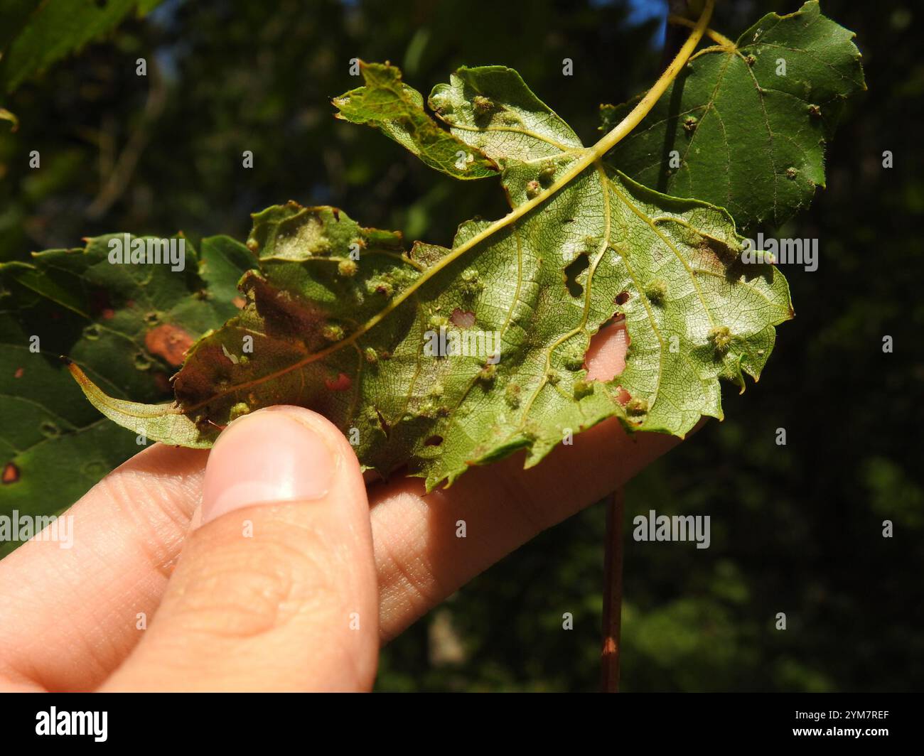 Grape Phylloxera (Daktulosphaira vitifoliae Stock Photo - Alamy