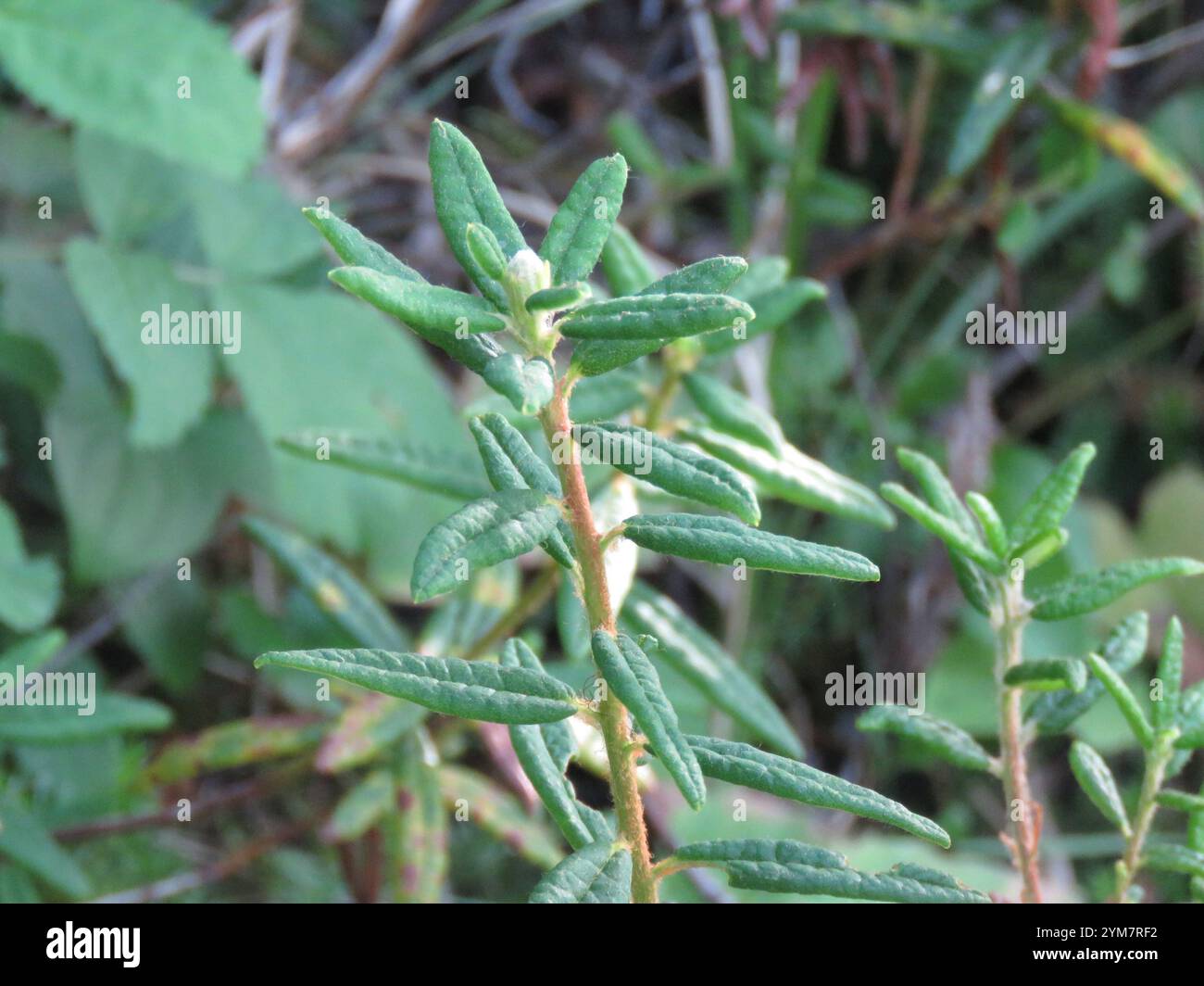 Bog Labrador Tea (Rhododendron groenlandicum Stock Photo - Alamy