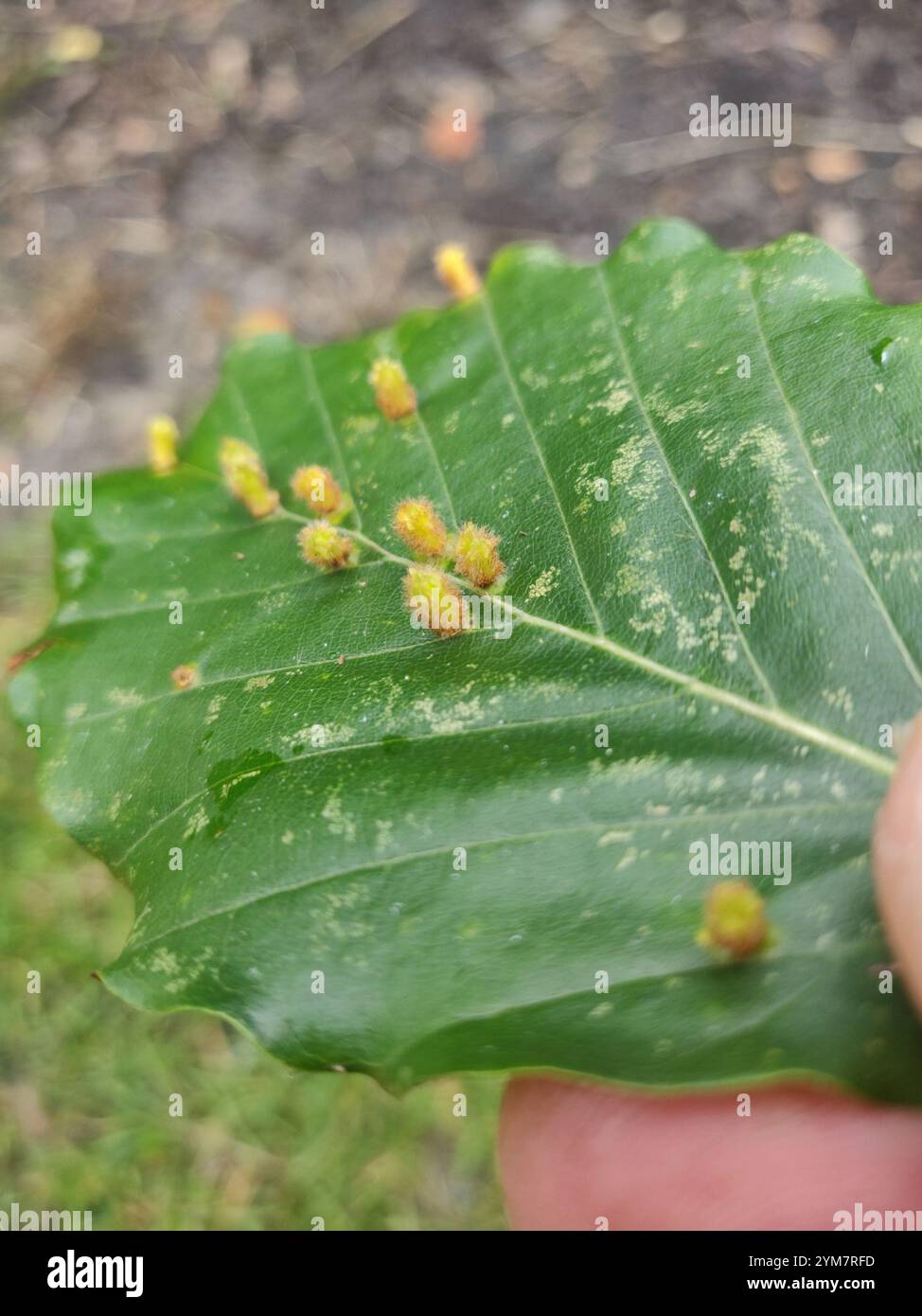 Hairy beech gall hi-res stock photography and images - Alamy