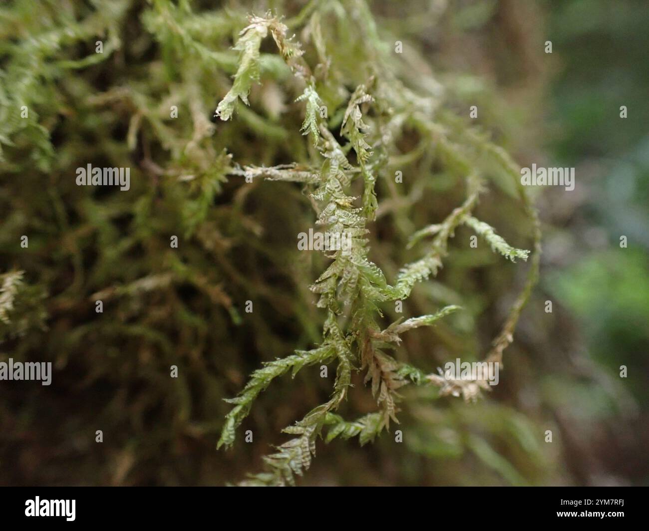 Neckera moss hi-res stock photography and images - Alamy