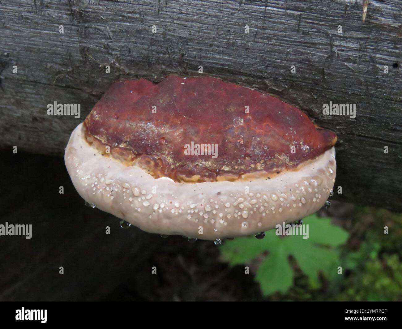 Northern Red Belt (Fomitopsis mounceae Stock Photo - Alamy