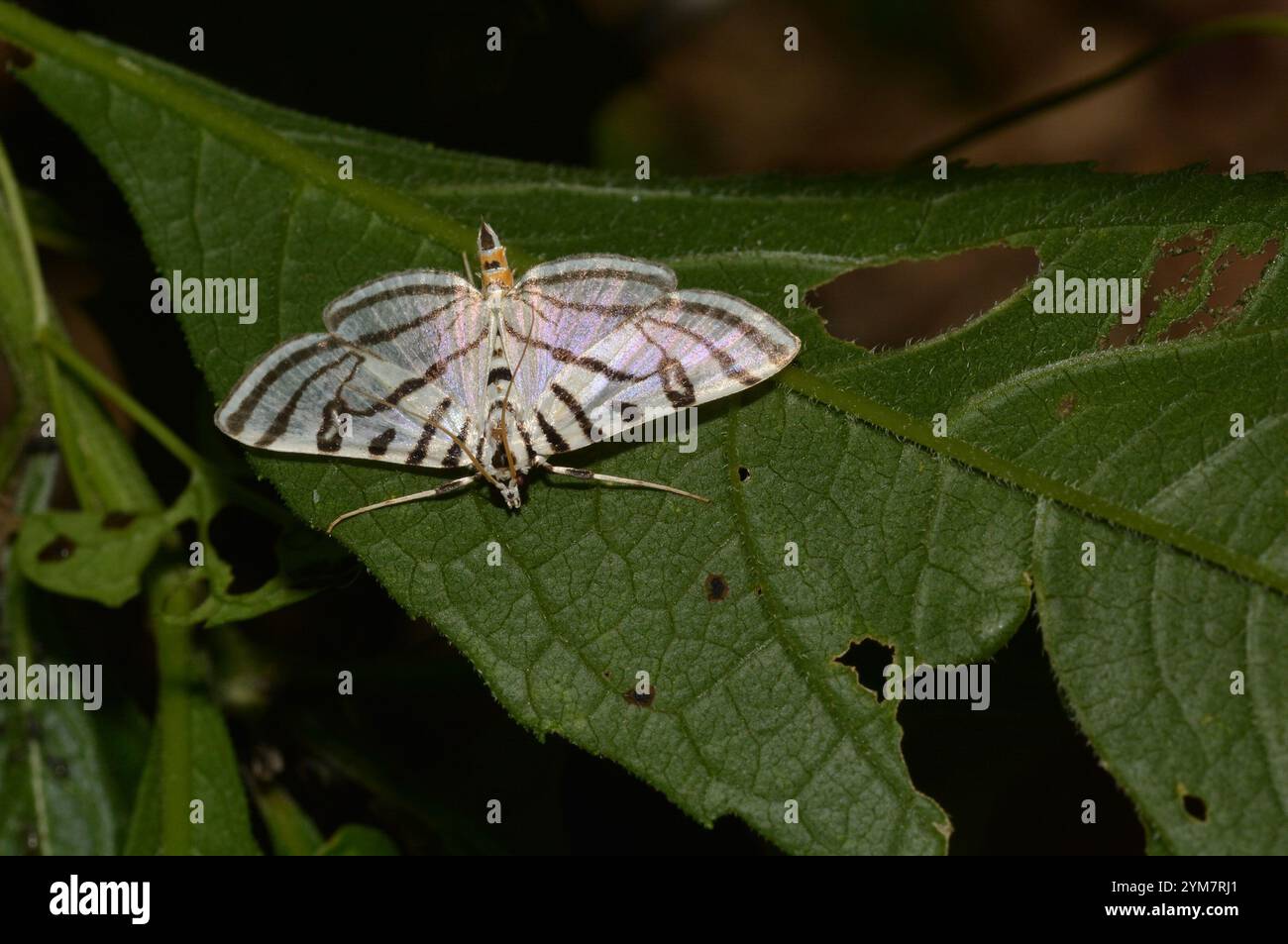 Zebra Conchylodes Moth (Conchylodes ovulalis Stock Photo - Alamy