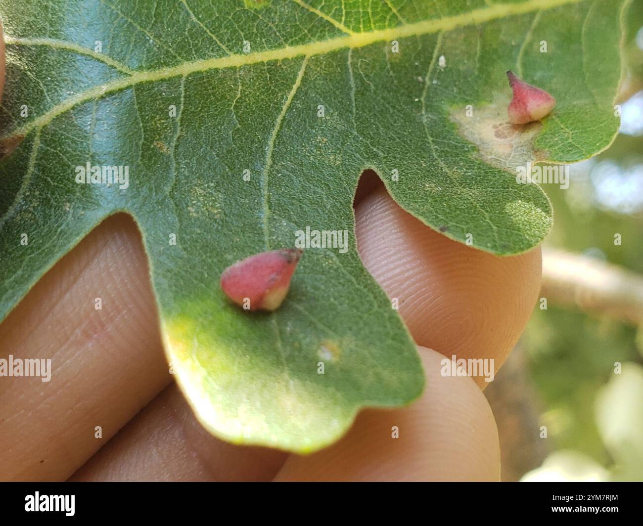 Red cone gall hi-res stock photography and images - Alamy