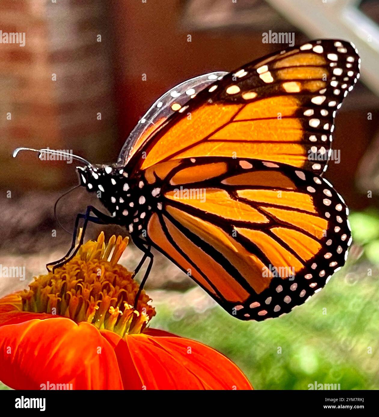 Monarch (Danaus plexippus Stock Photo - Alamy