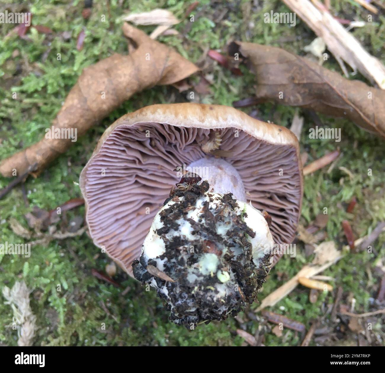 bruising webcap (Thaxterogaster purpurascens Stock Photo - Alamy