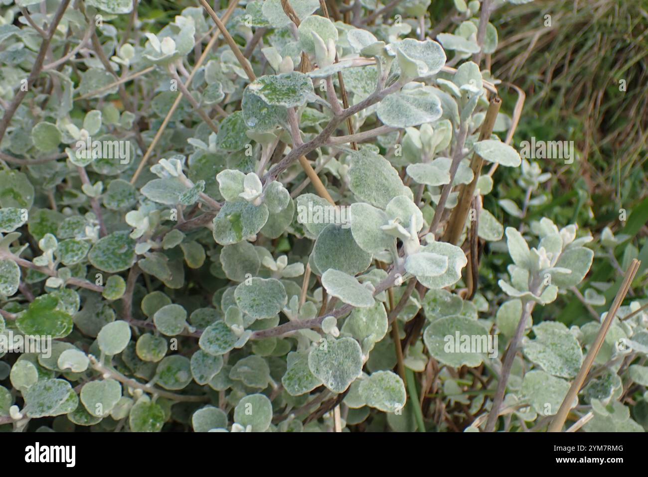 Helichrysum petiolare hi-res stock photography and images - Alamy