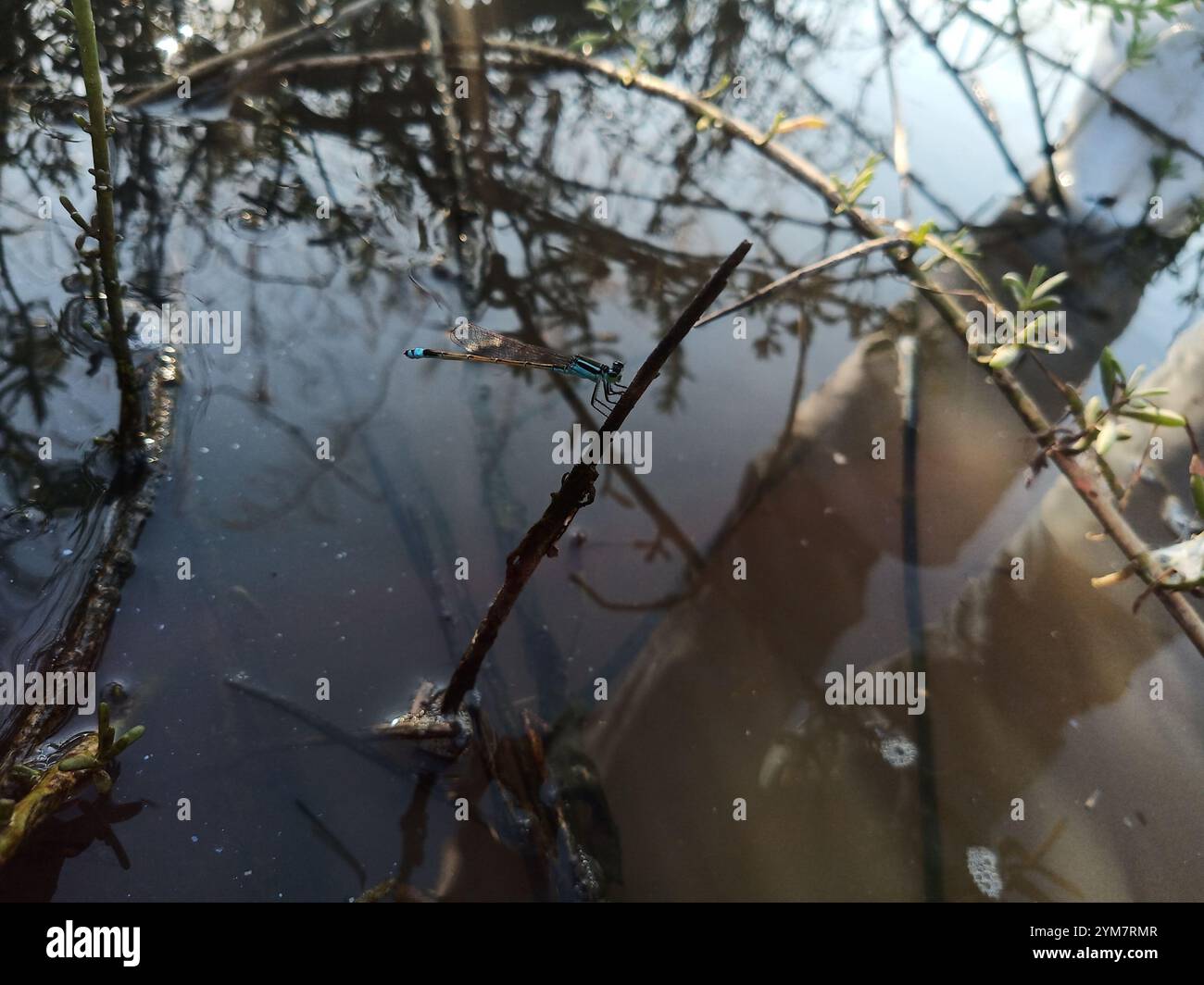 Ramburii ramburii hi-res stock photography and images - Alamy