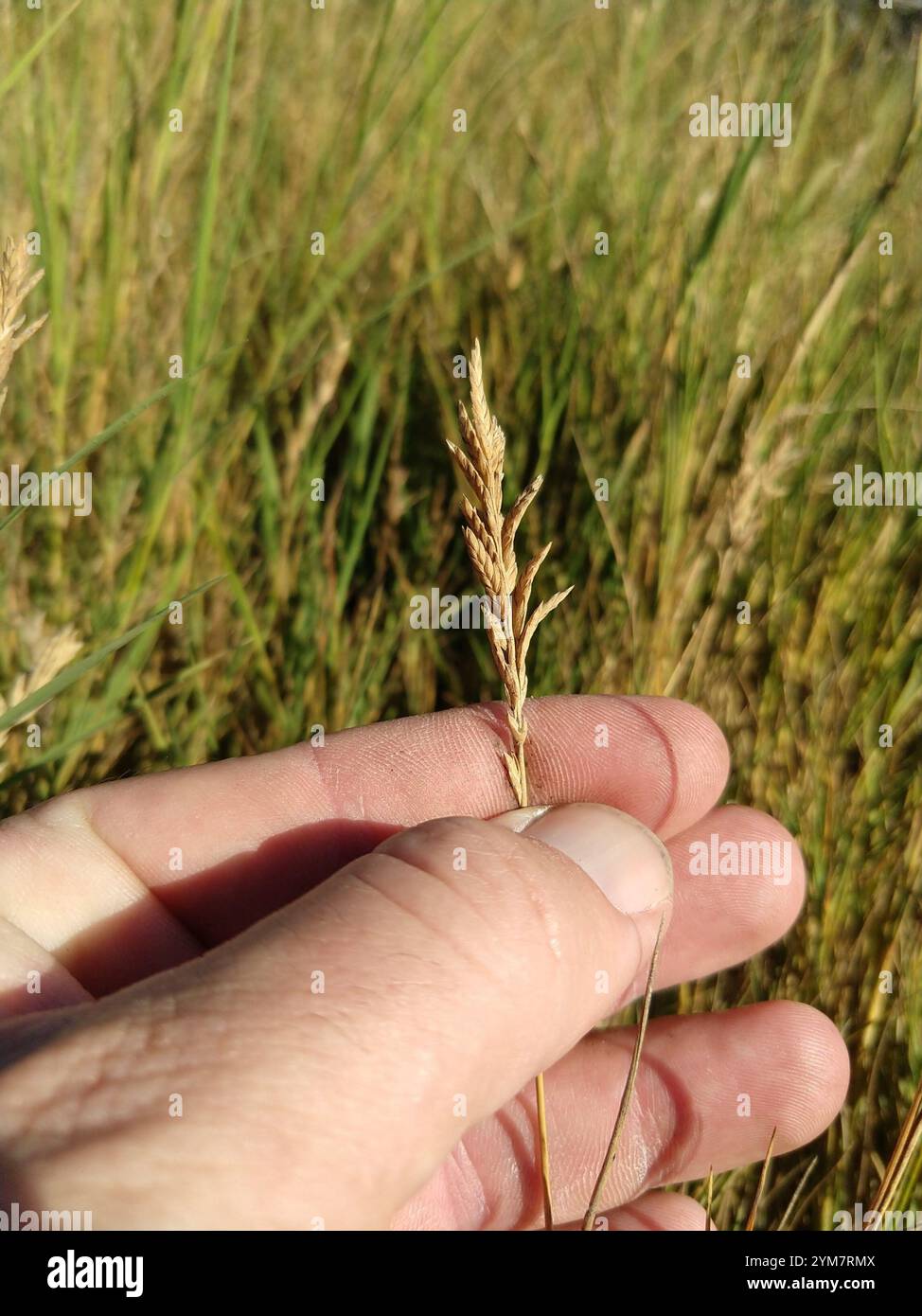 Saltgrass (Distichlis spicata Stock Photo - Alamy