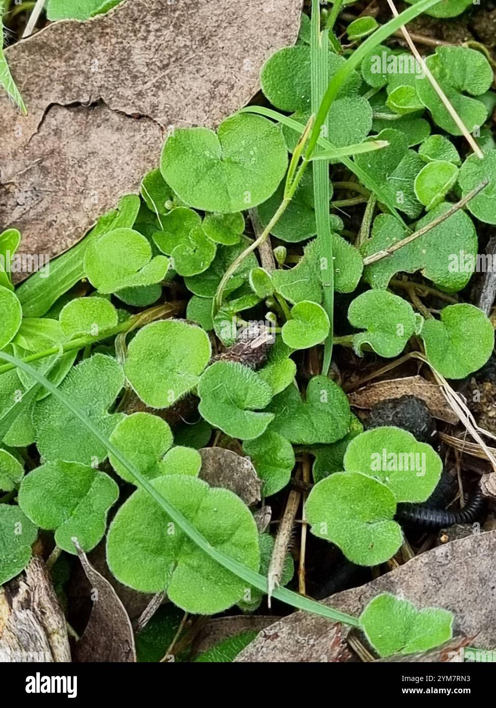 kidney weed (Dichondra repens Stock Photo - Alamy