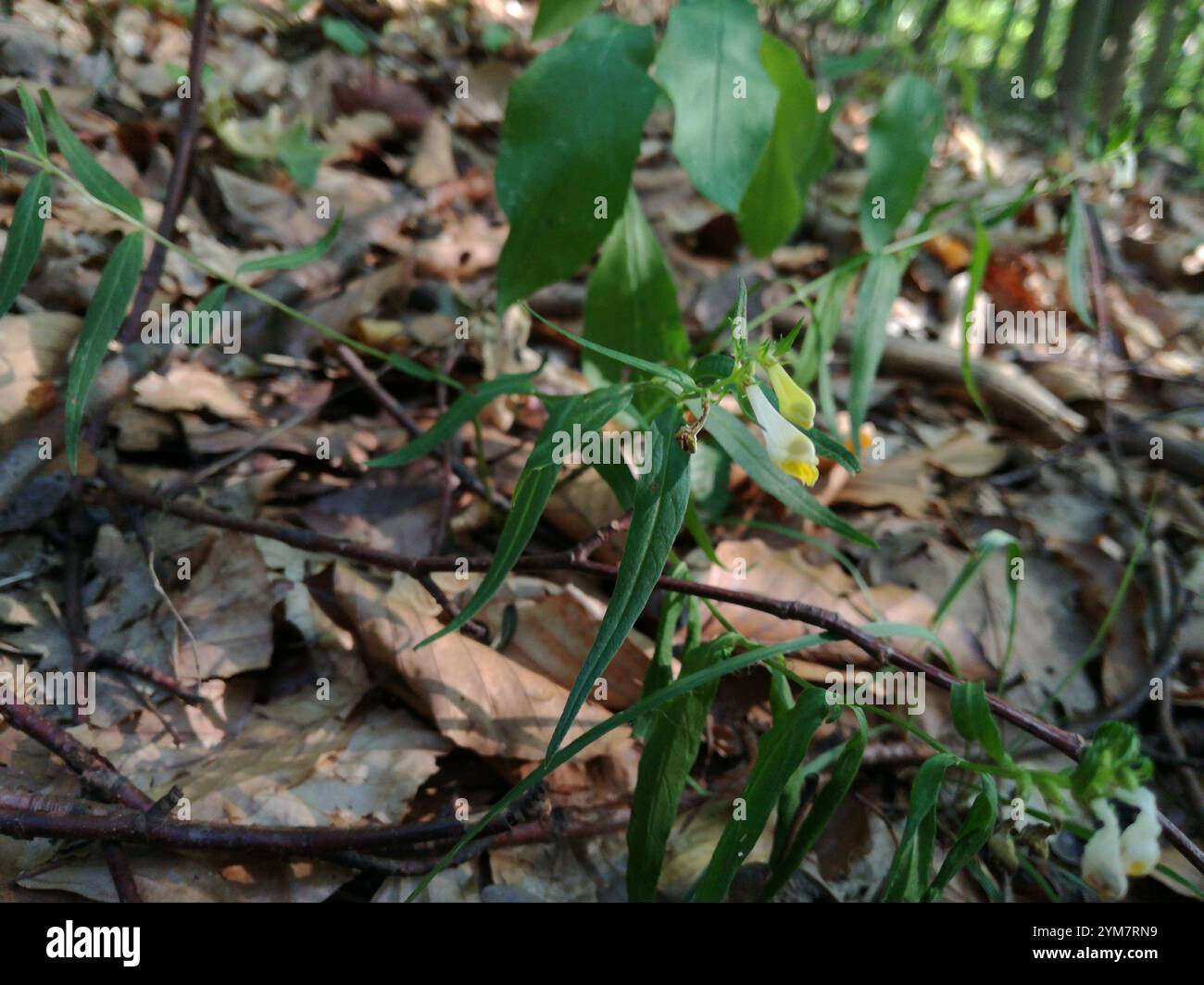 Common Cow-wheat (Melampyrum pratense Stock Photo - Alamy