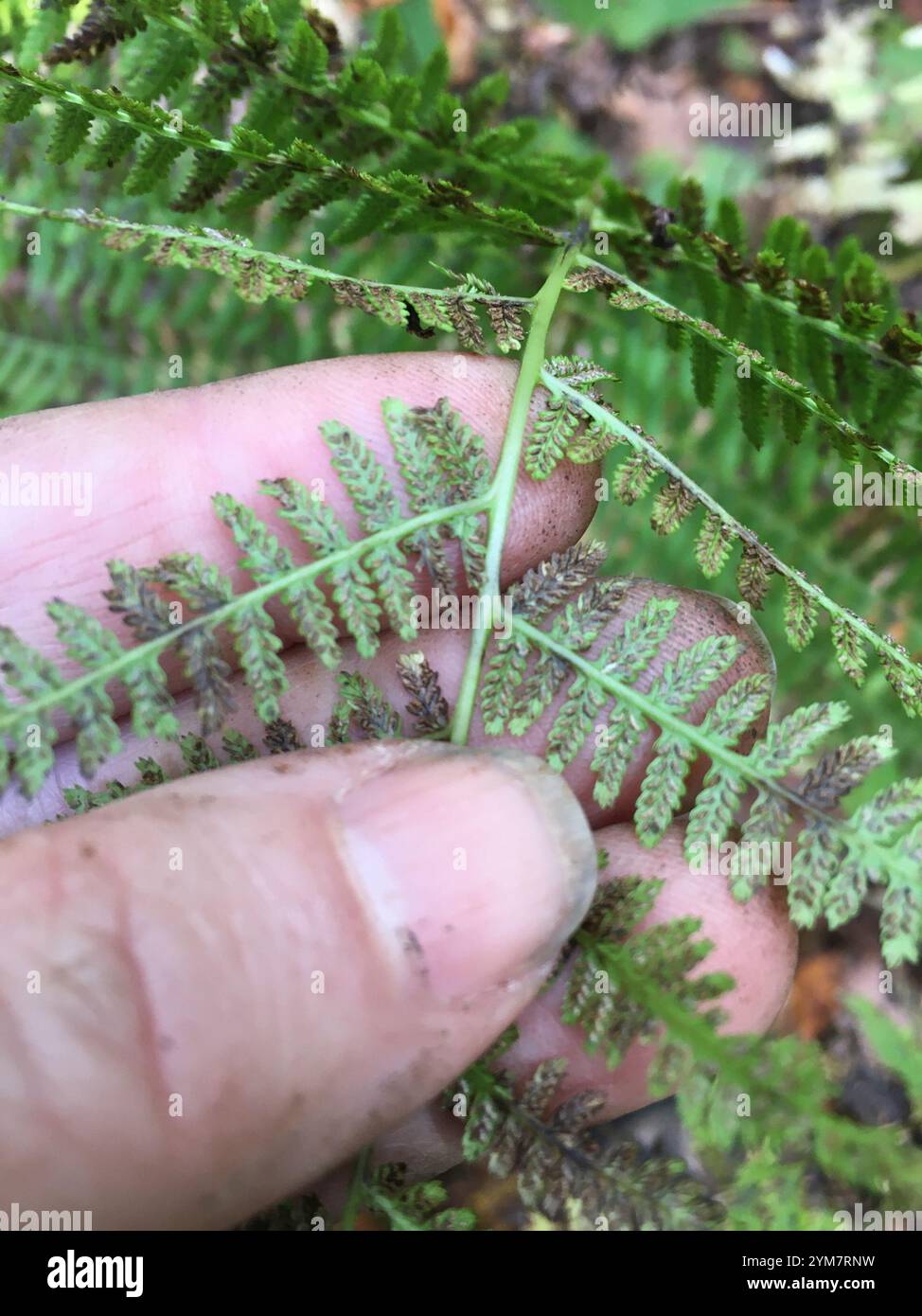 northern lady fern (Athyrium angustum Stock Photo - Alamy