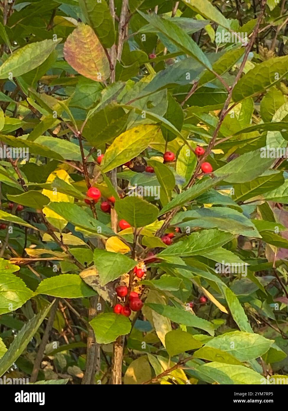 winterberry holly (Ilex verticillata Stock Photo - Alamy